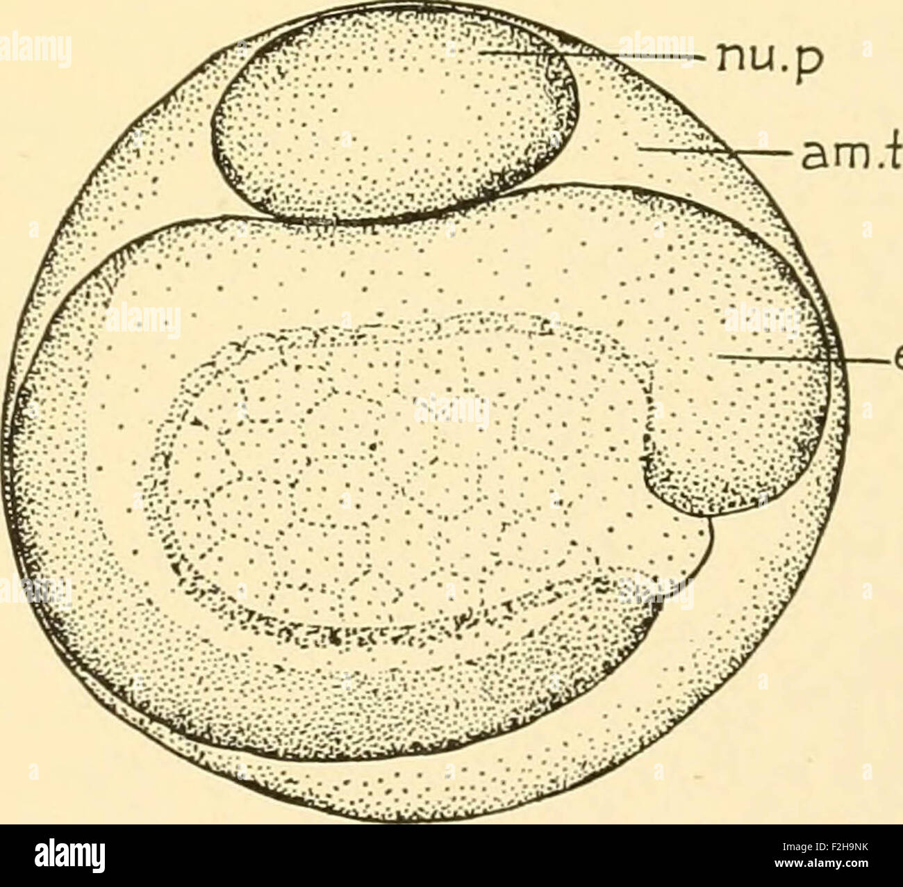 Embryology of insects and myriapods; the developmental history of ...