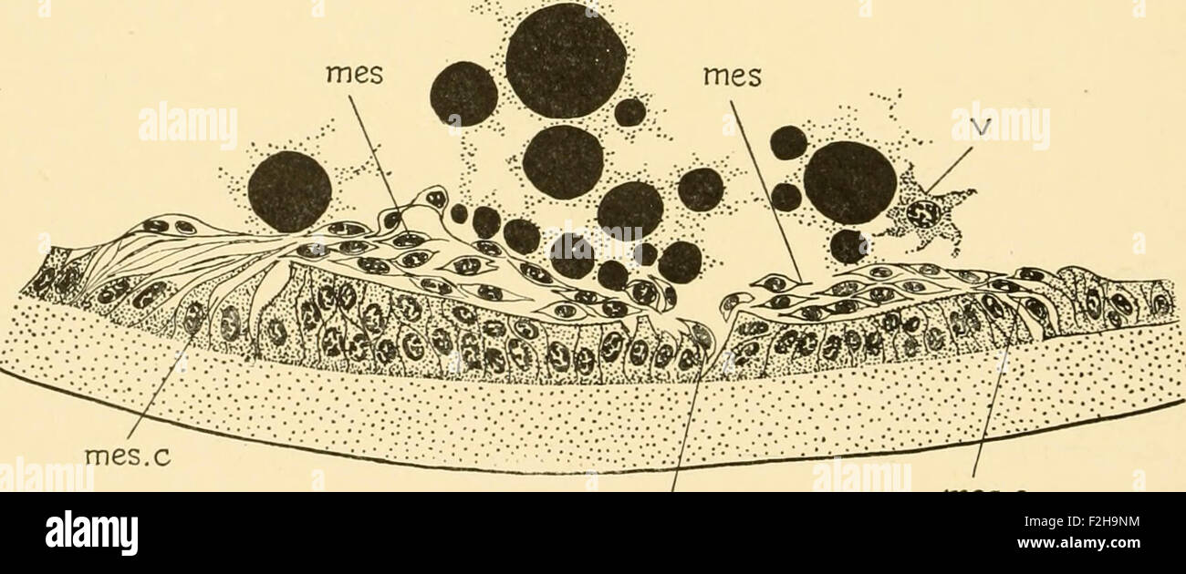 Embryology of insects and myriapods; the developmental history of ...