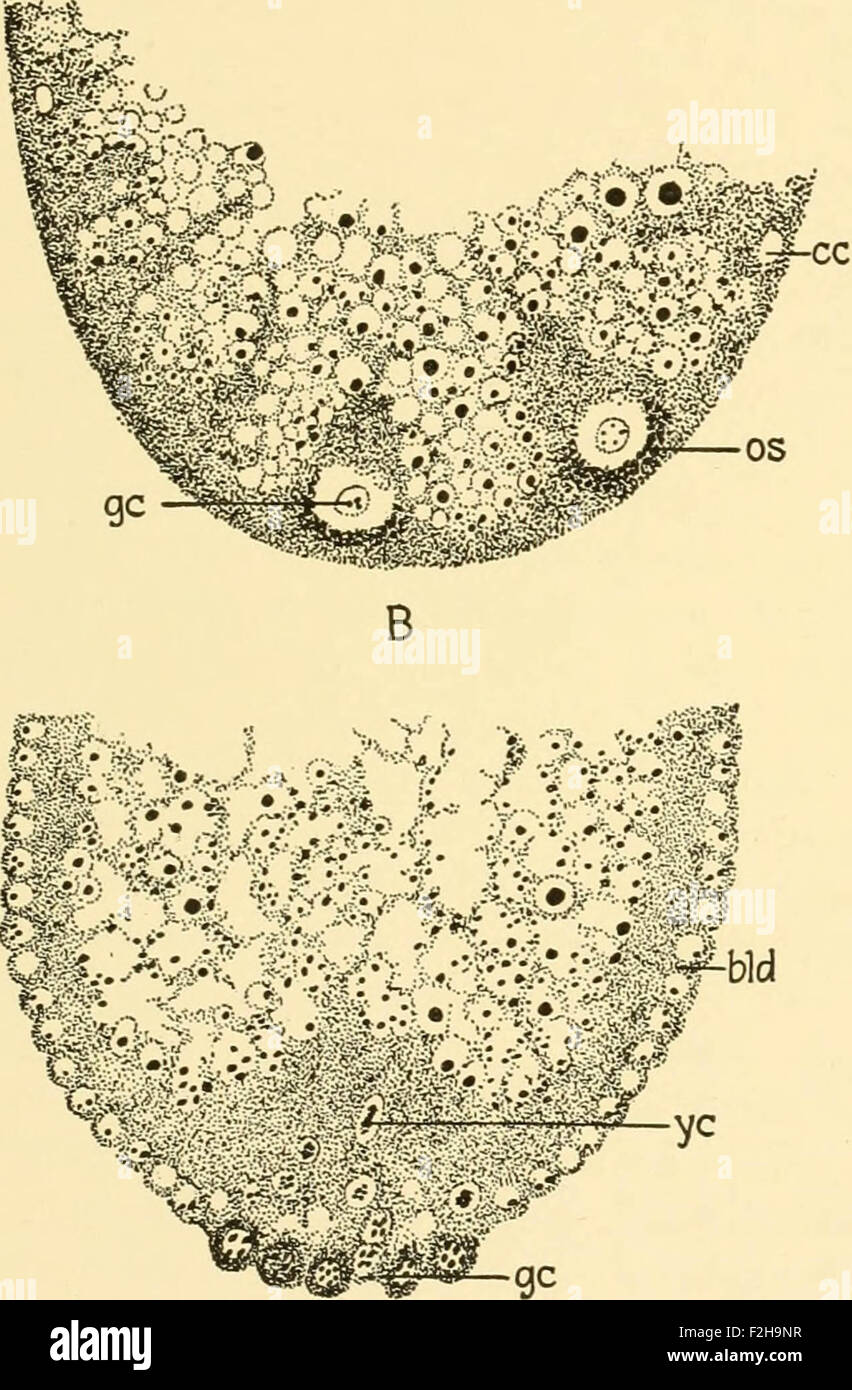 Embryology of insects and myriapods; the developmental history of ...