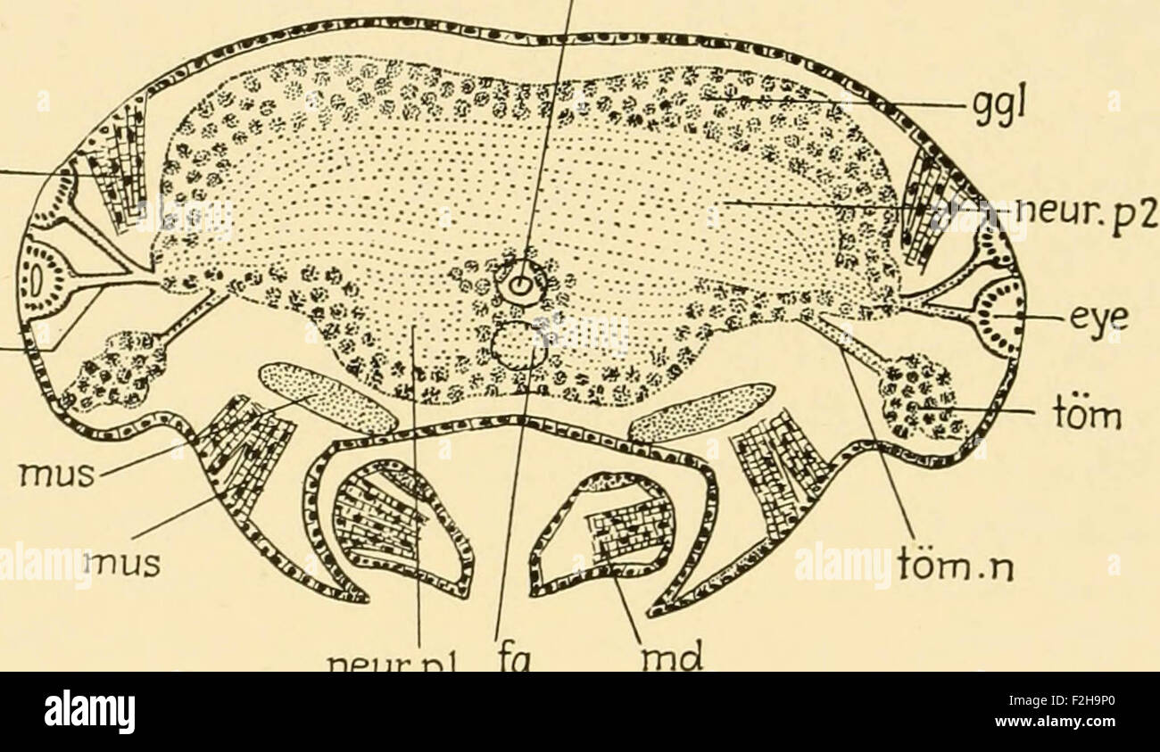 Embryology of insects and myriapods; the developmental history of ...