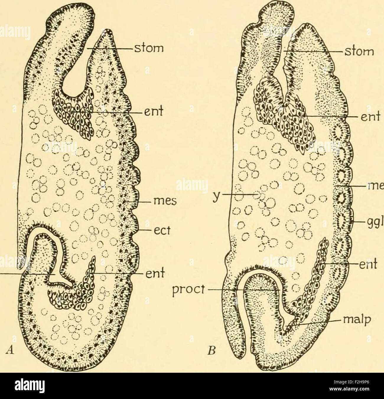 Embryology of insects and myriapods; the developmental history of ...