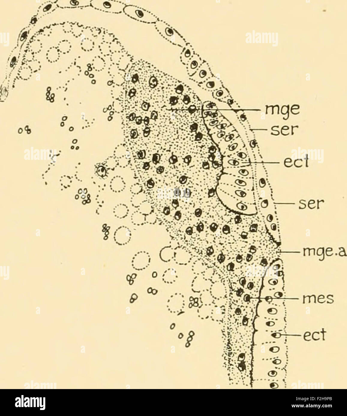 Embryology of insects and myriapods; the developmental history of ...