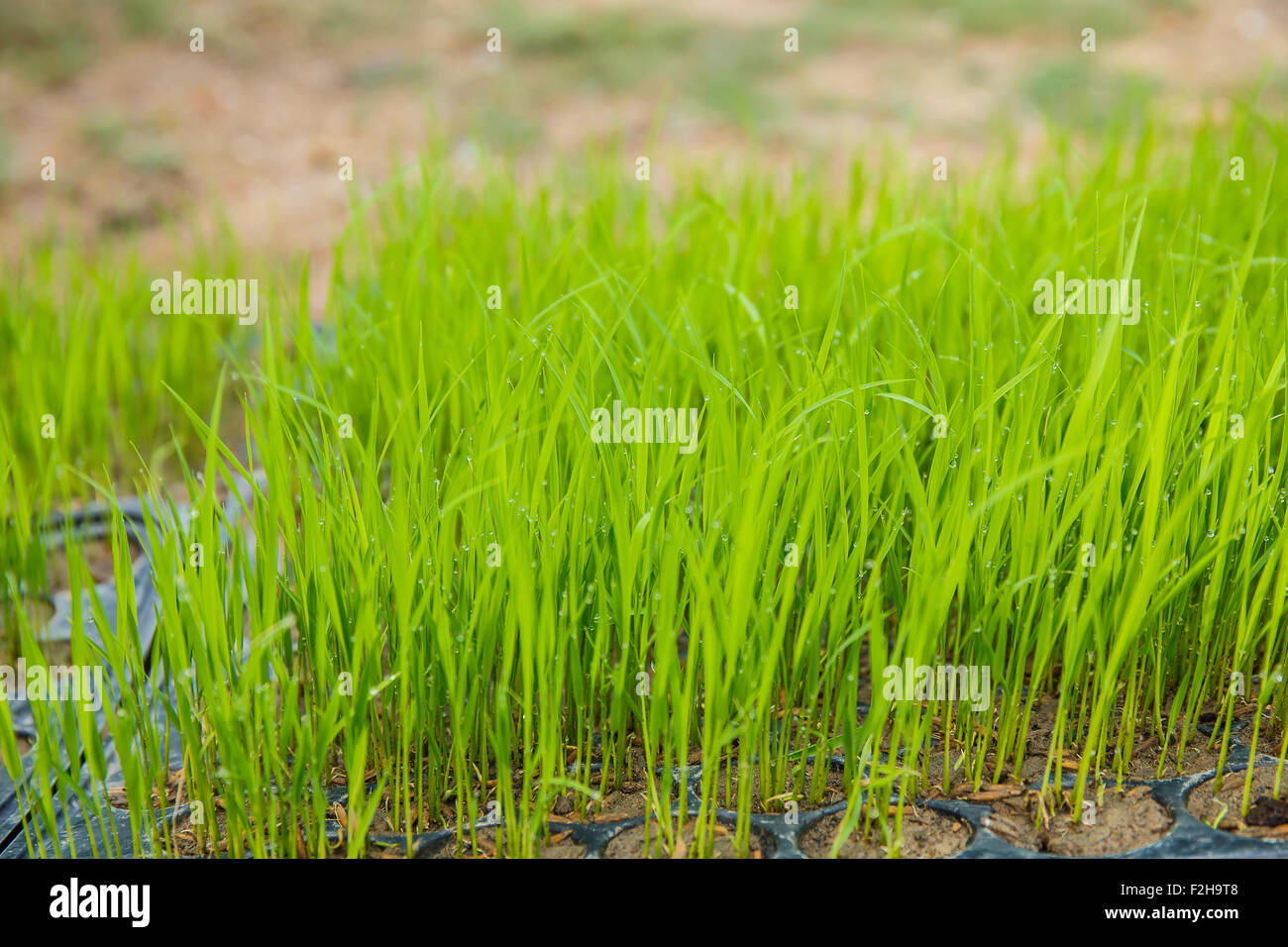 Rice seedlings were grown to a spike Stock Photo - Alamy