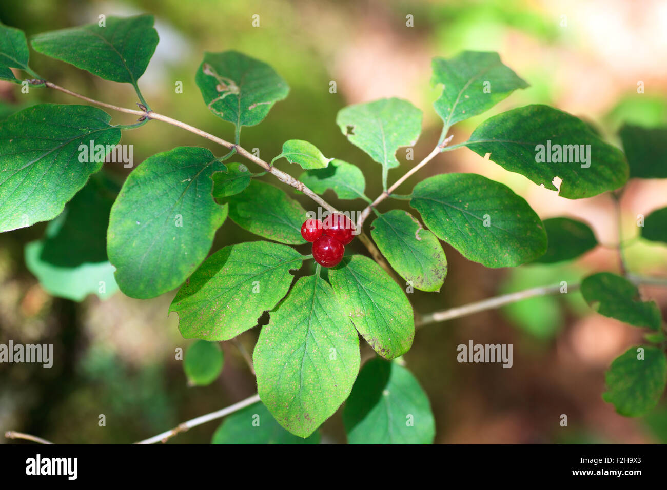Photo of Berries and leaves in the plant Stock Photo - Alamy