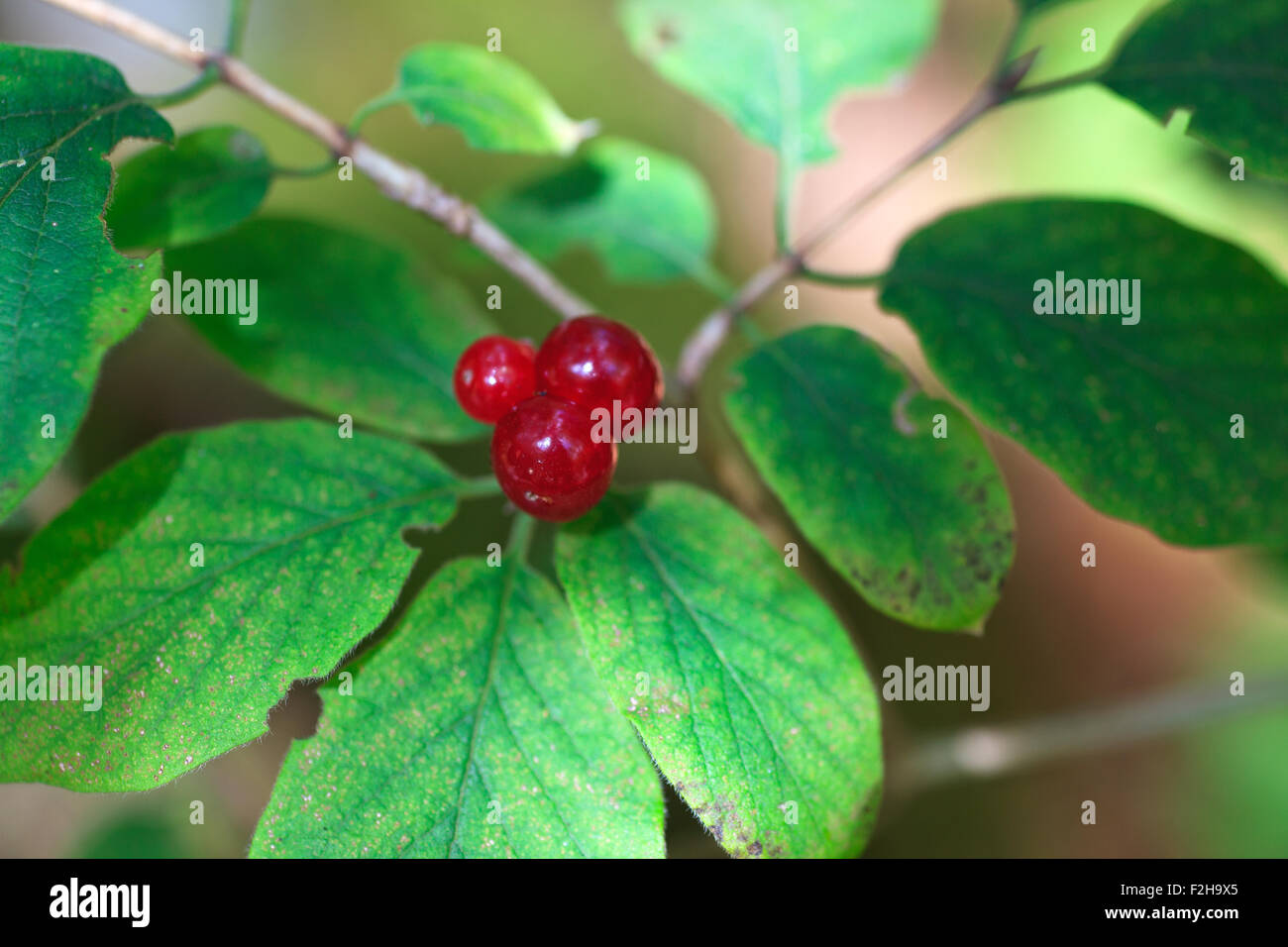 Photo of Berries and leaves in the plant Stock Photo - Alamy