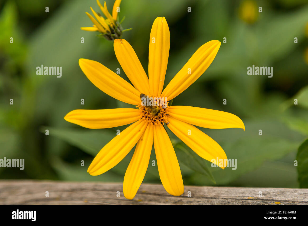 Yellow Daisy with Bee Stock Photo - Alamy
