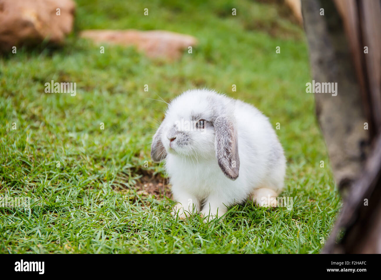 Rabbits in the grass at garden Stock Photo - Alamy