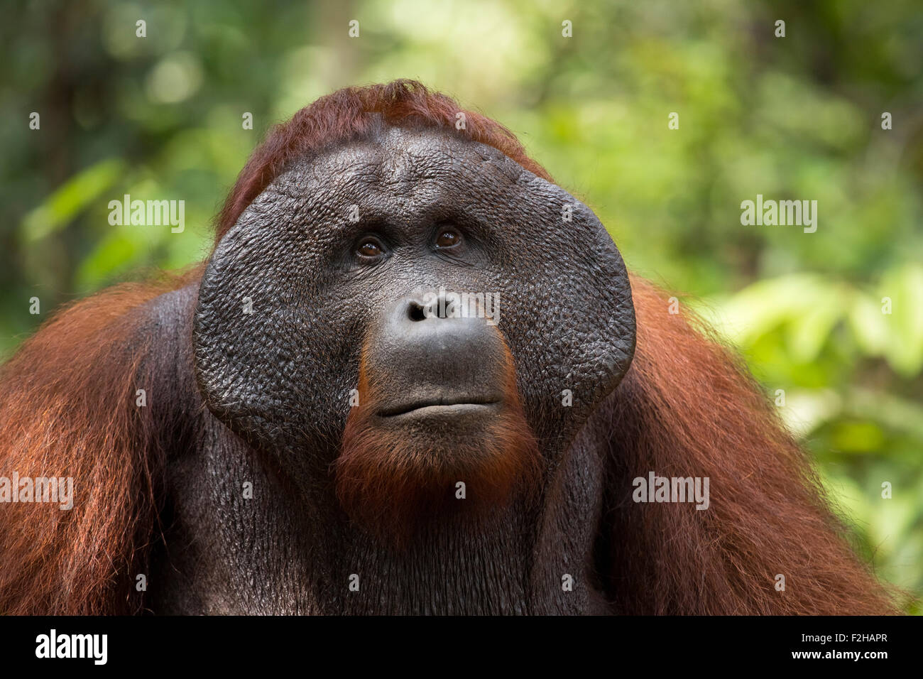 Dominant male Orangutan in Borneo Stock Photo - Alamy