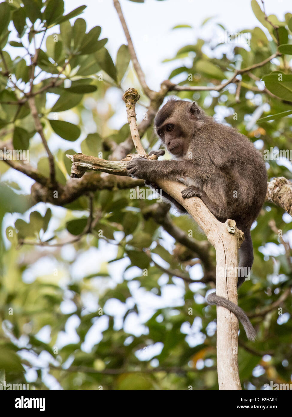 Long tailed macaque tanjung puting national park hi-res stock ...