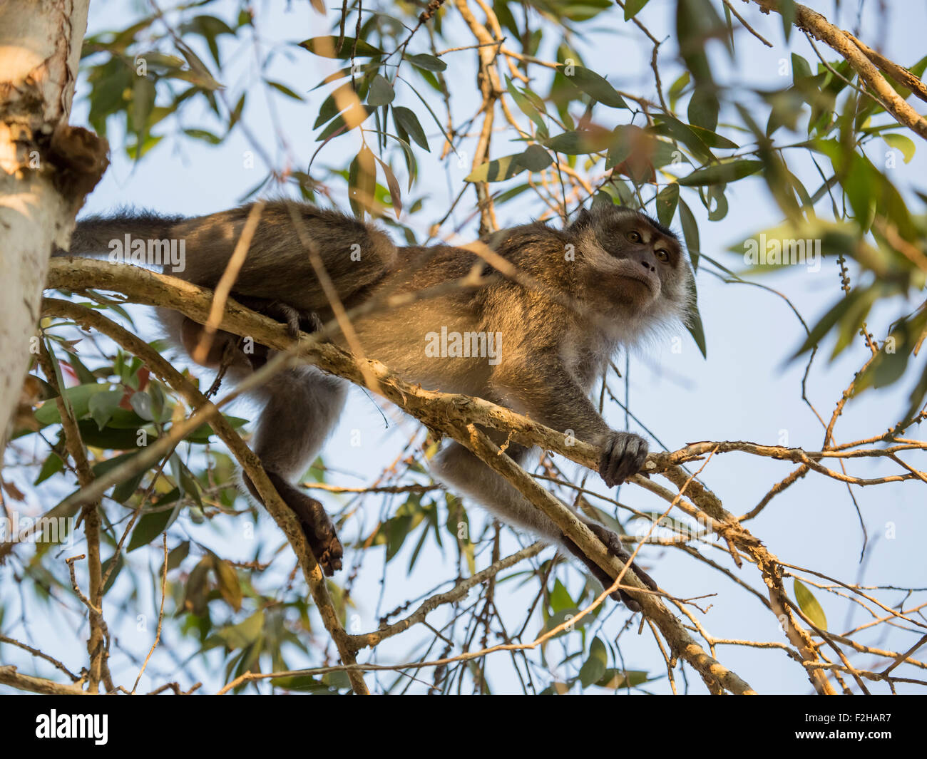 Long tailed Macaque Adult Male in tree Stock Photo - Alamy