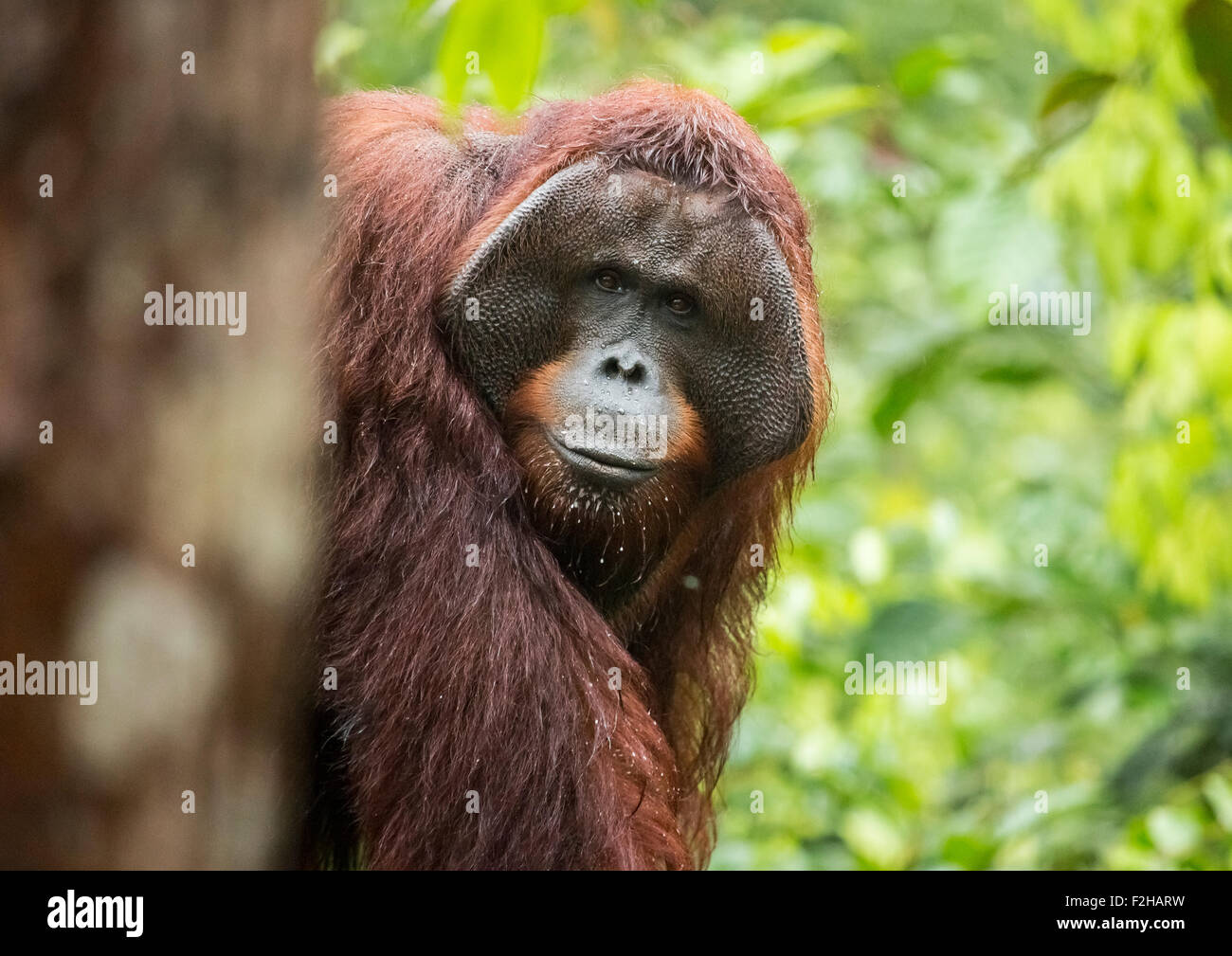 Rain species hi-res stock photography and images - Alamy