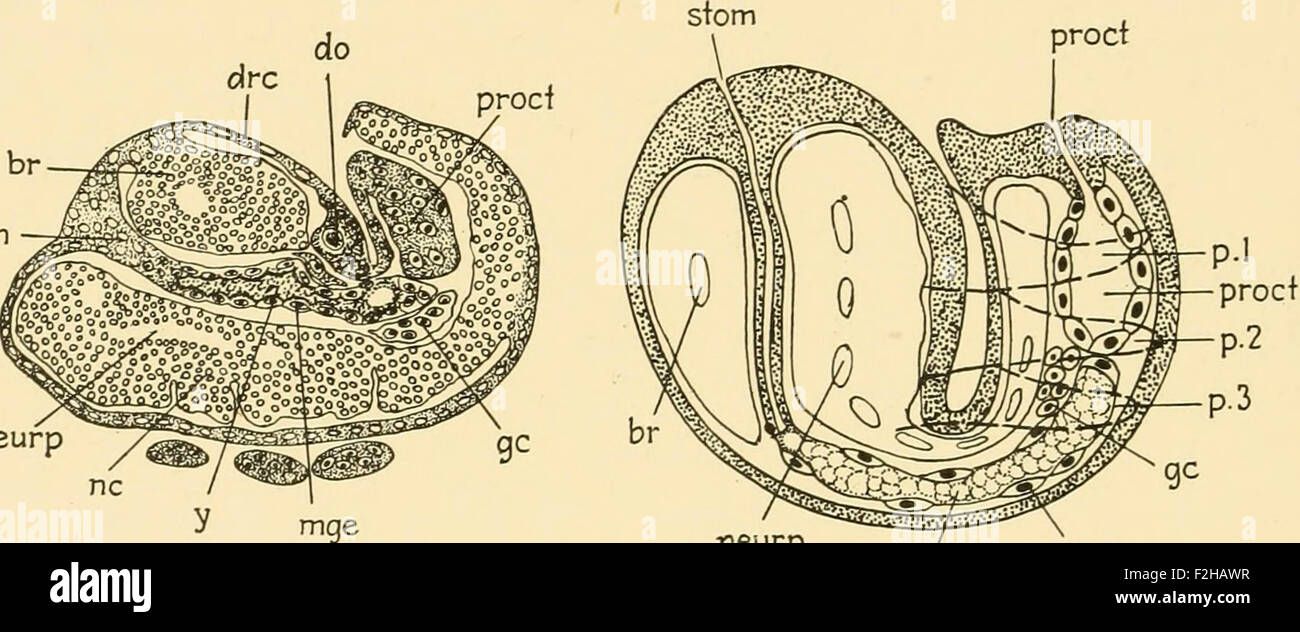 Embryology of insects and myriapods; the developmental history of ...