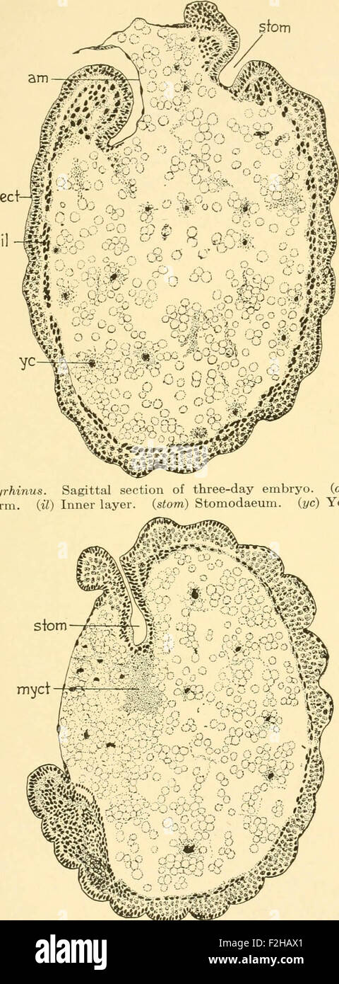 Embryology of insects and myriapods; the developmental history of ...