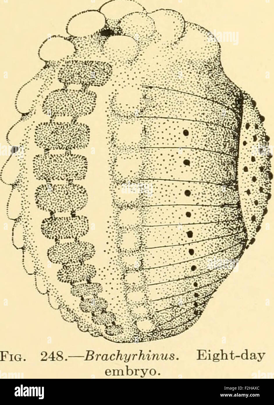 Embryology of insects and myriapods; the developmental history of ...