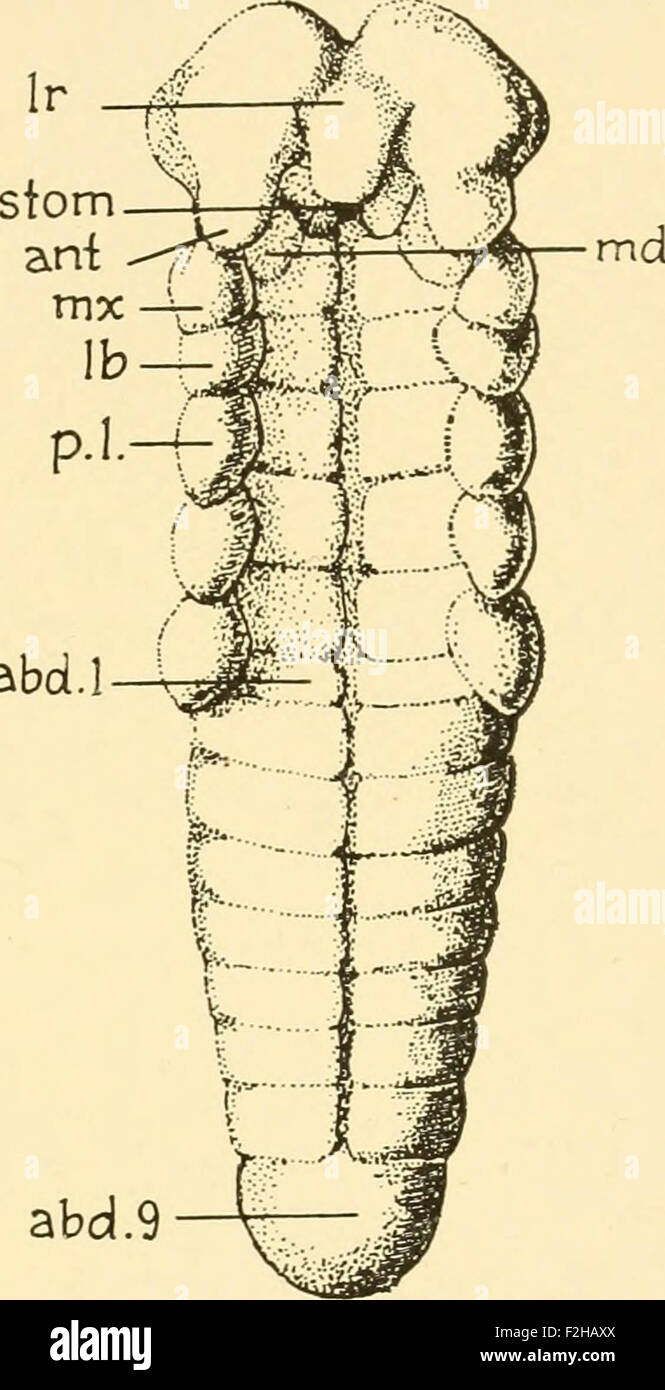 Embryology of insects and myriapods; the developmental history of ...