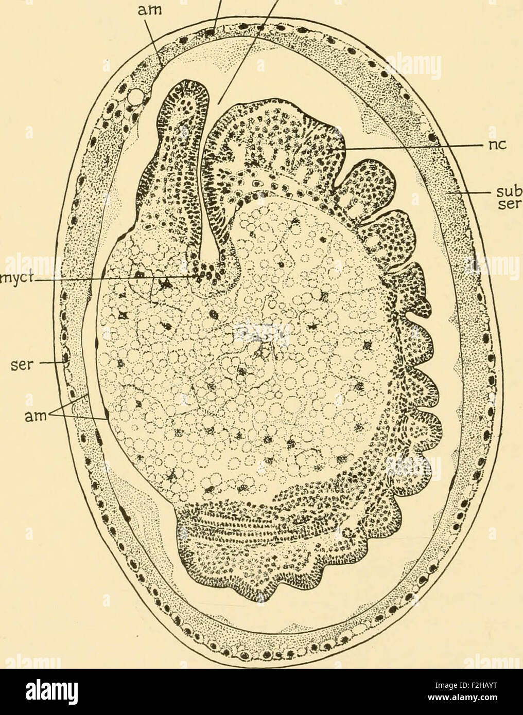 Embryology of insects and myriapods; the developmental history of ...