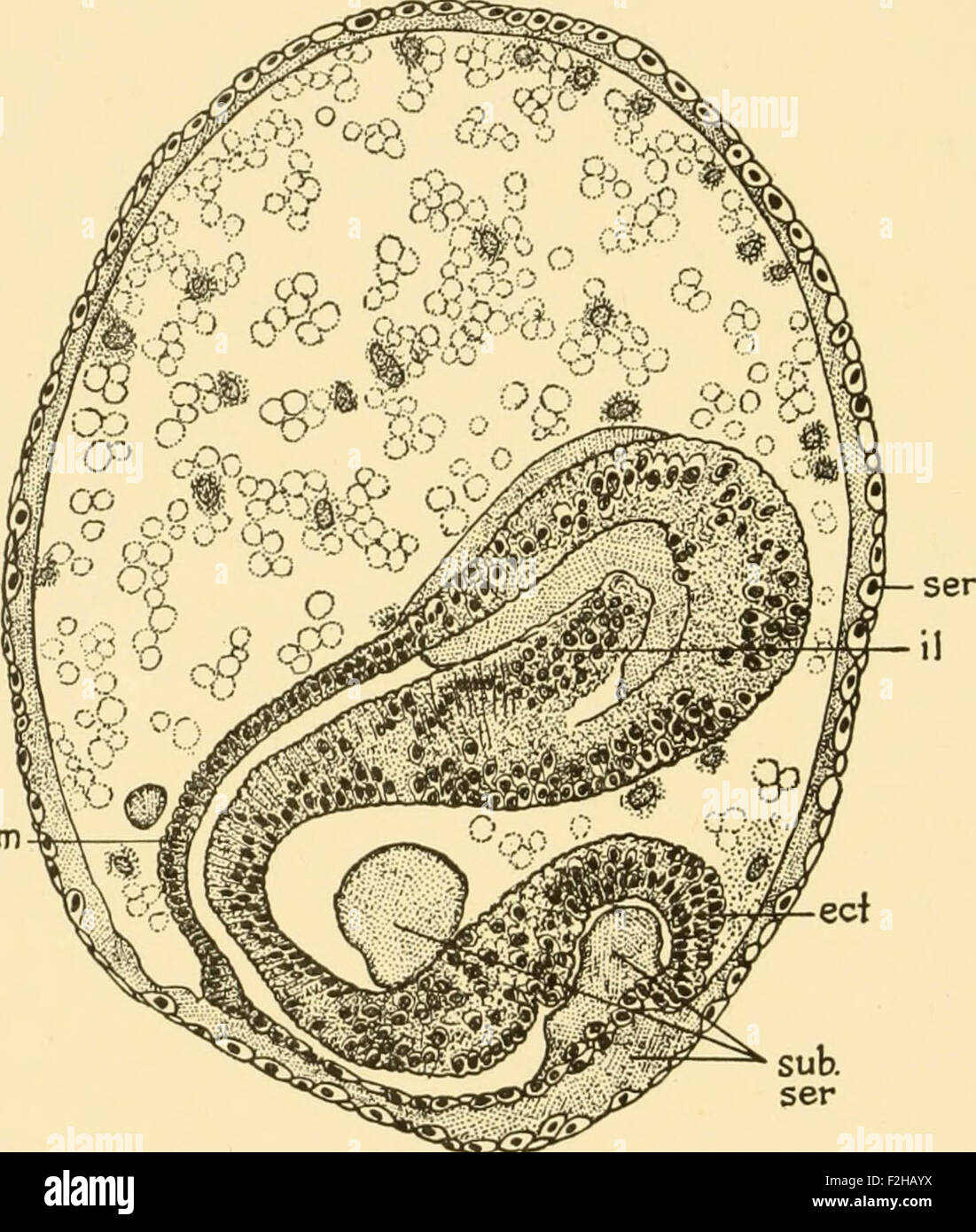 Embryology of insects and myriapods; the developmental history of ...