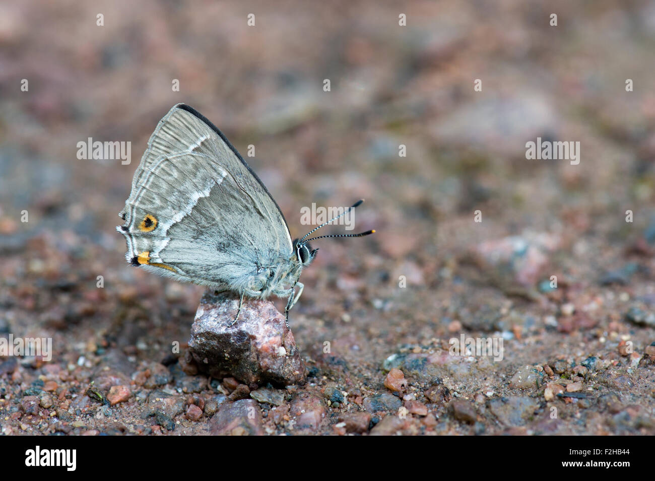 Purple hairstreak butterfly (Favonius quercus – formerly Neozephyrus ...
