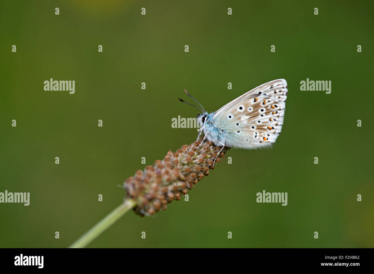 Chalkhill blue butterfly (Polyommatus coridon), UK Stock Photo - Alamy