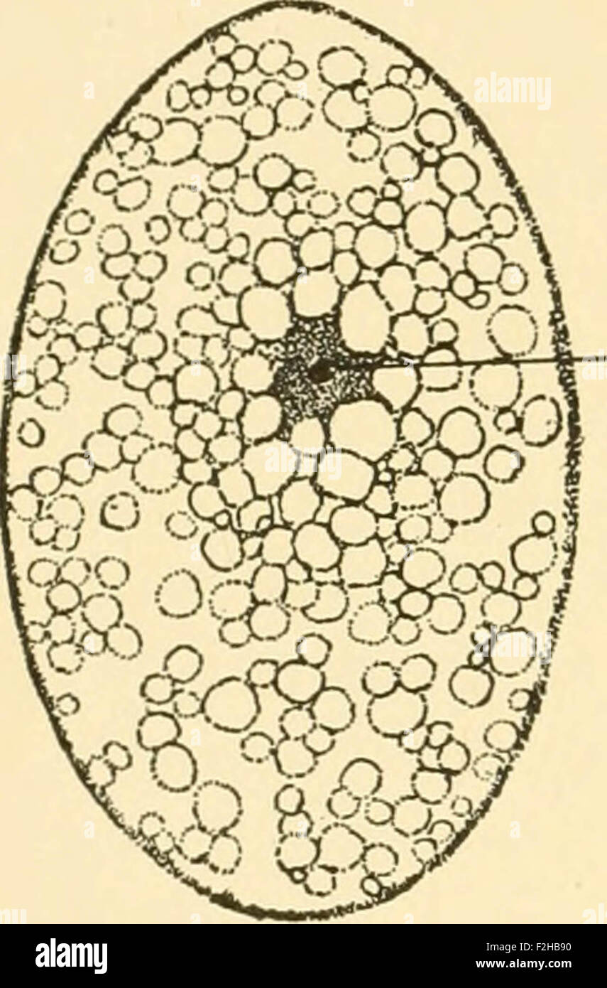 Embryology of insects and myriapods; the developmental history of ...
