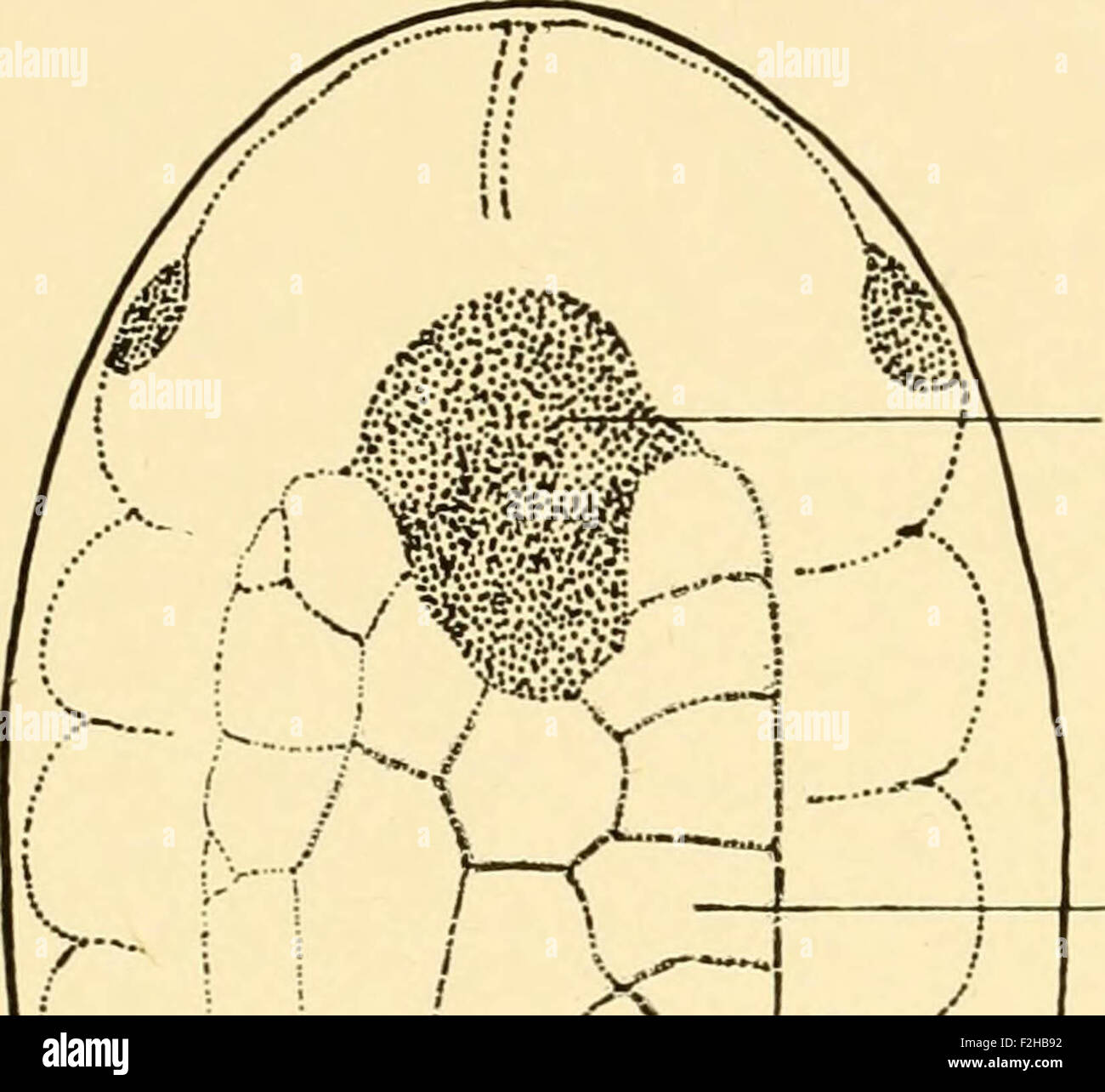 Embryology of insects and myriapods; the developmental history of ...