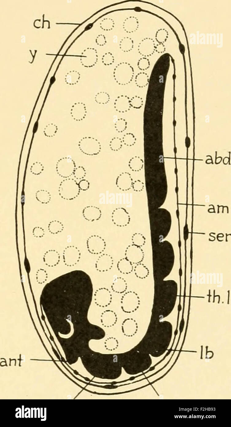 Embryology of insects and myriapods; the developmental history of ...