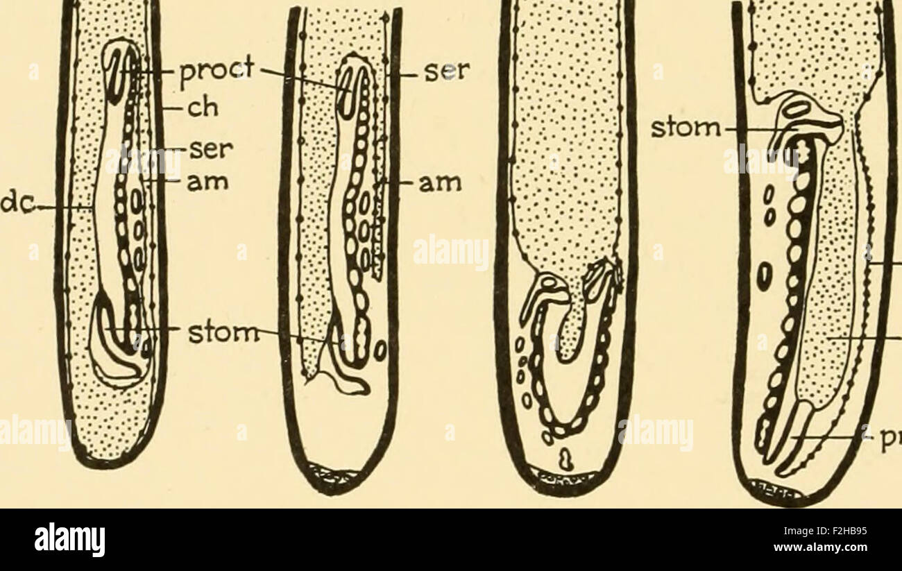 Embryology of insects and myriapods; the developmental history of ...
