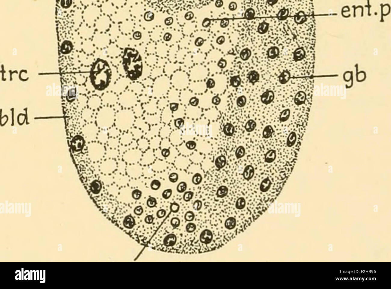 Embryology of insects and myriapods; the developmental history of ...