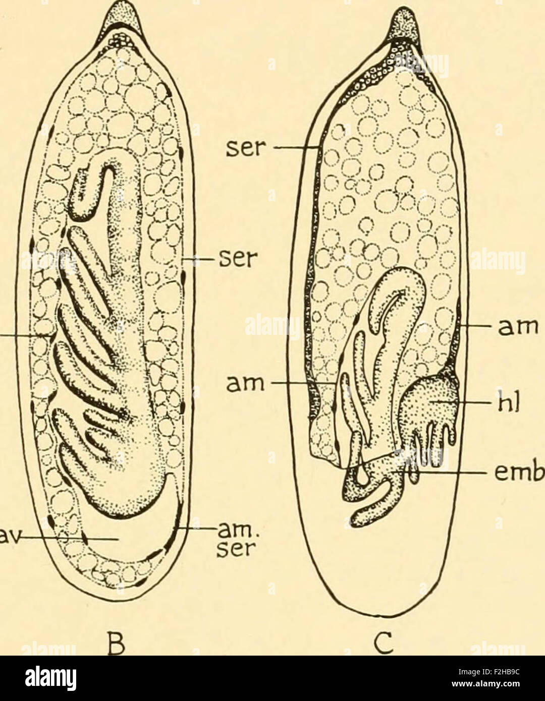 Embryology of insects and myriapods; the developmental history of ...