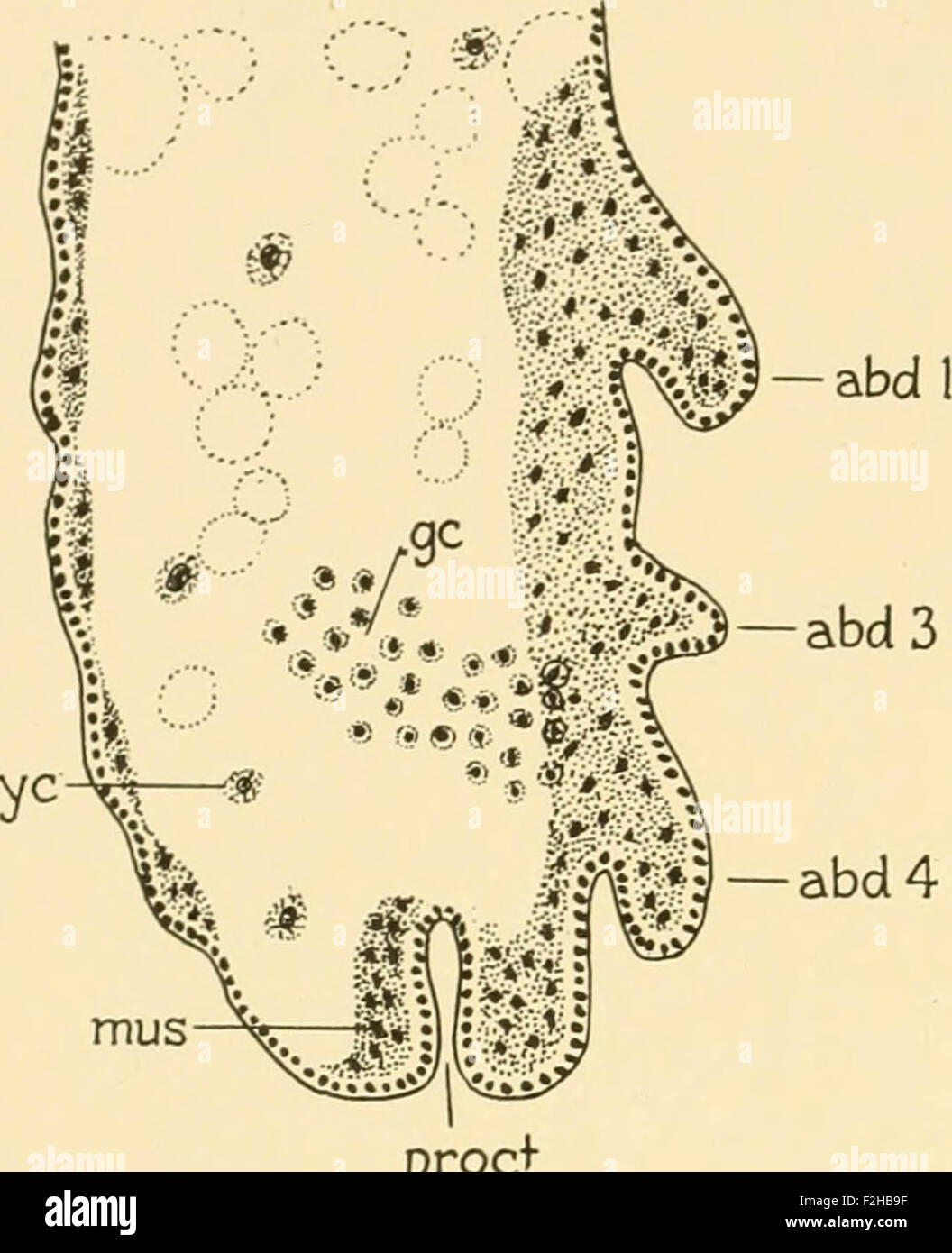 Embryology of insects and myriapods; the developmental history of ...