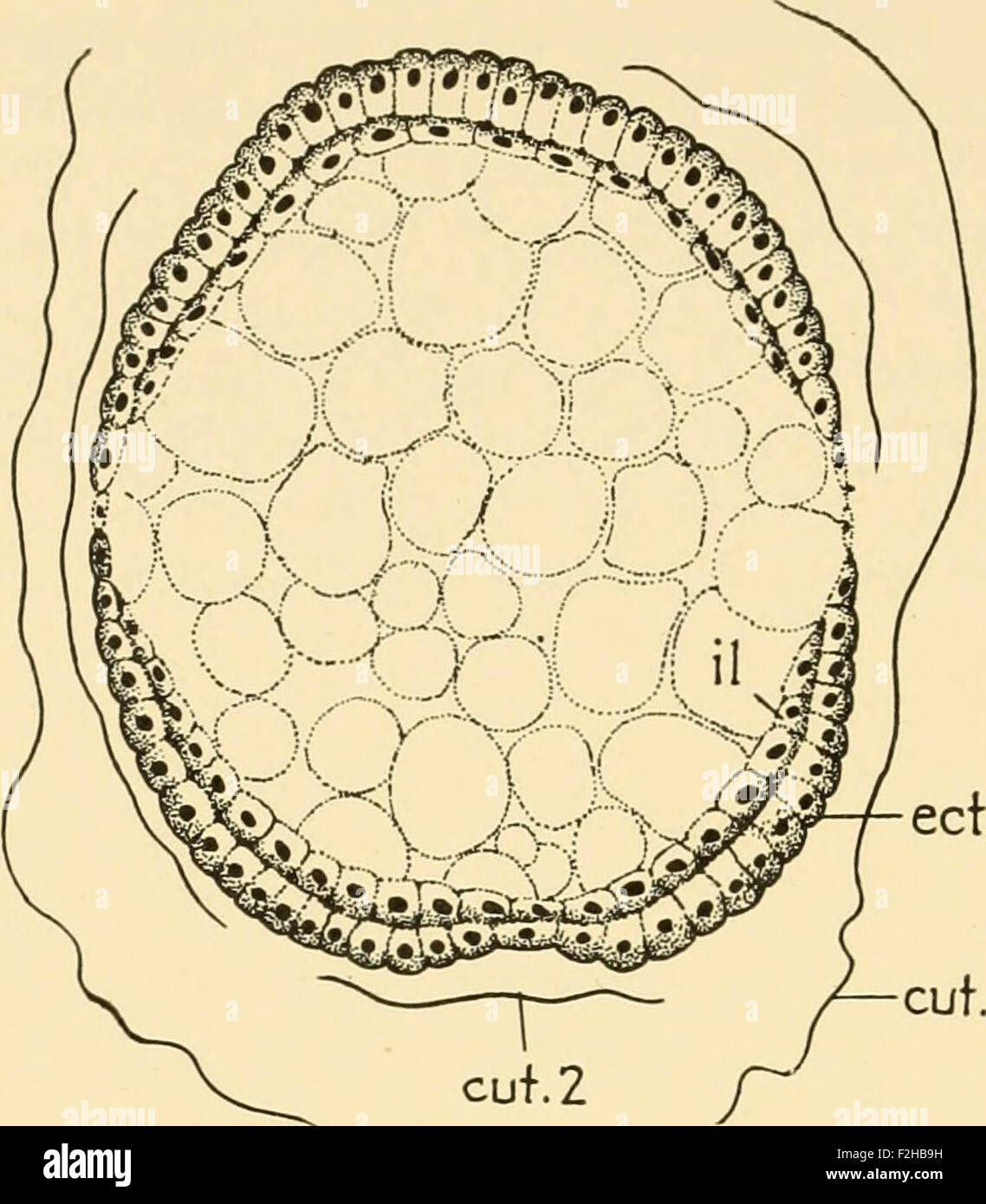 Embryology of insects and myriapods; the developmental history of ...