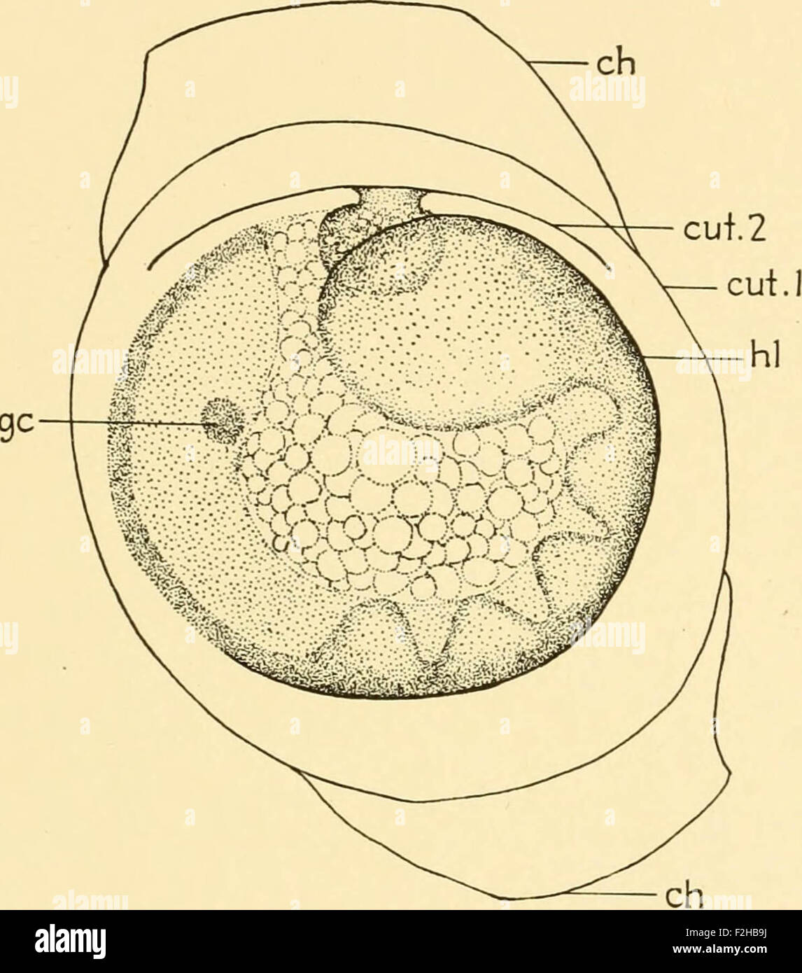 Embryology of insects and myriapods; the developmental history of ...