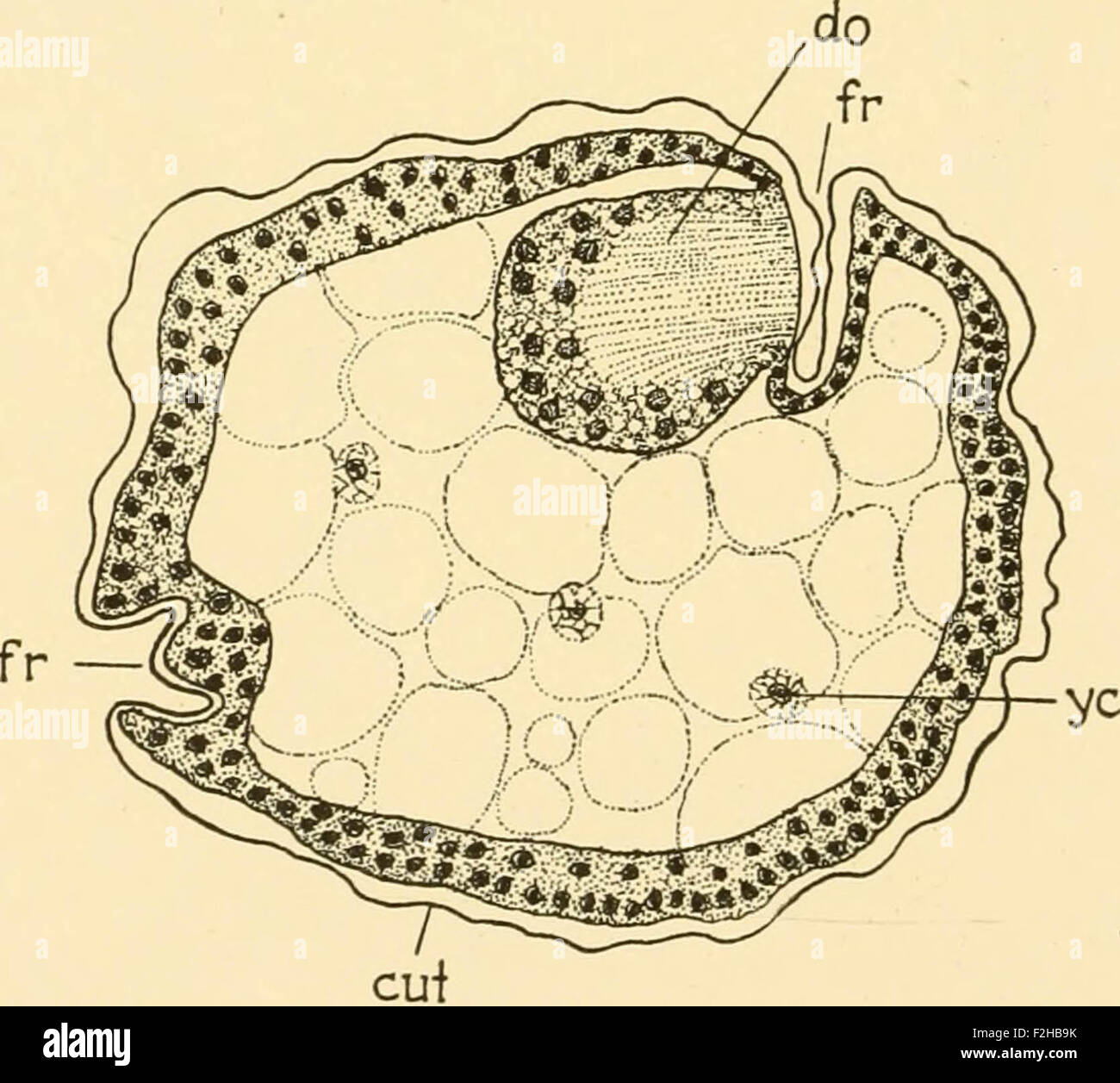 Embryology of insects and myriapods; the developmental history of ...