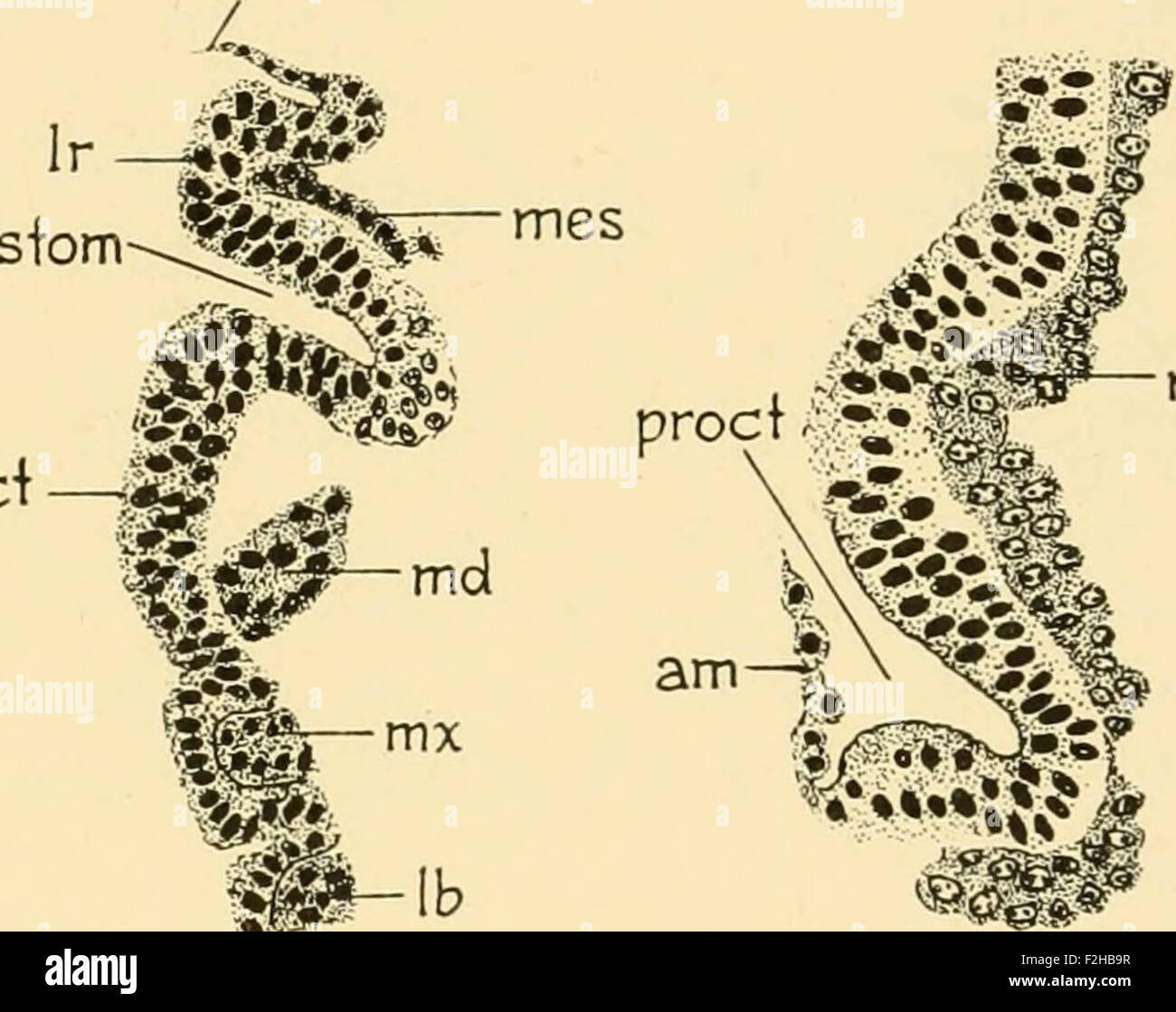 Embryology of insects and myriapods; the developmental history of ...