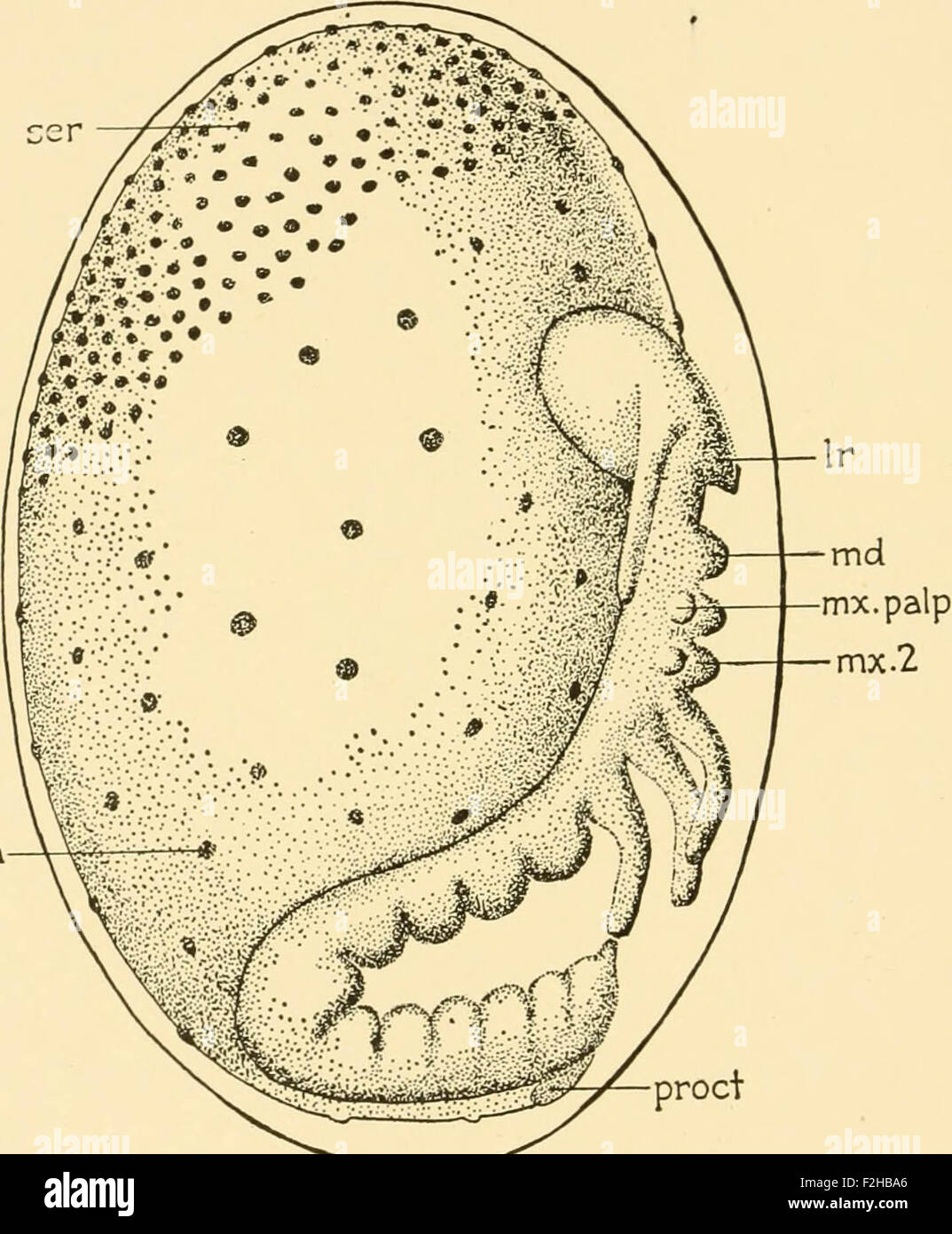 Embryology of insects and myriapods; the developmental history of ...