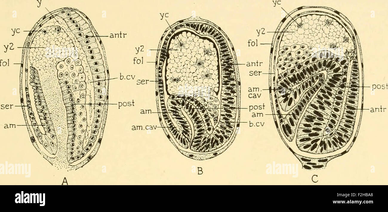 Embryology of insects and myriapods; the developmental history of ...