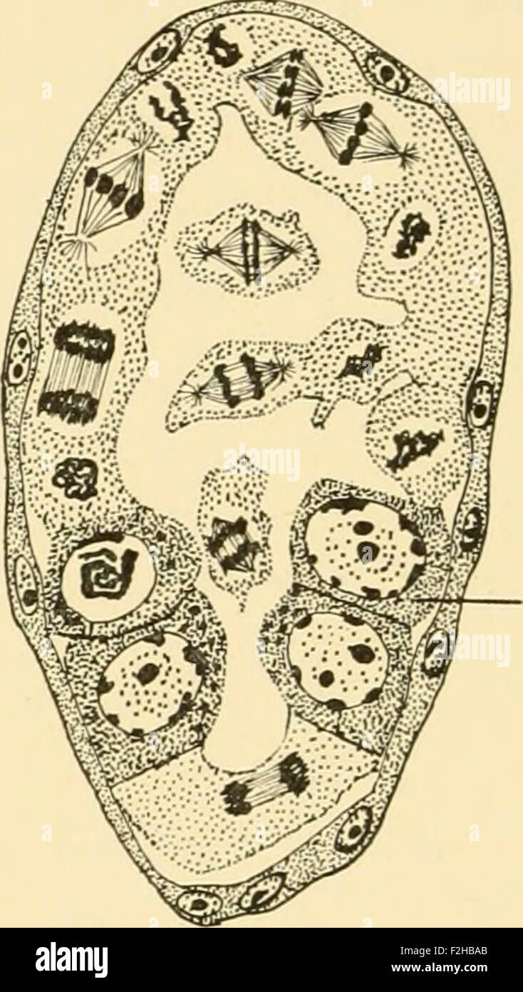 Embryology of insects and myriapods; the developmental history of ...