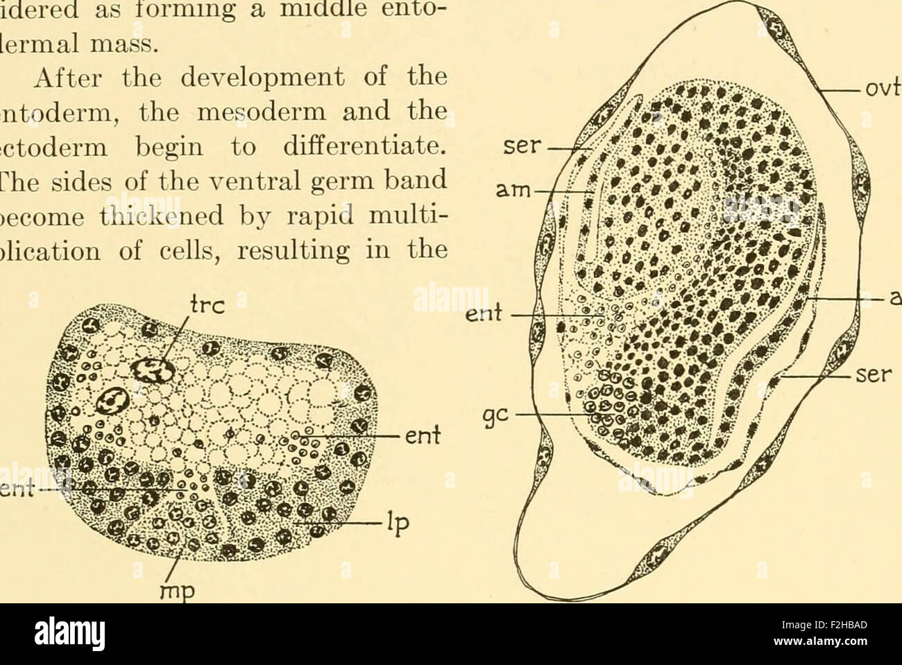 Embryology of insects and myriapods; the developmental history of ...
