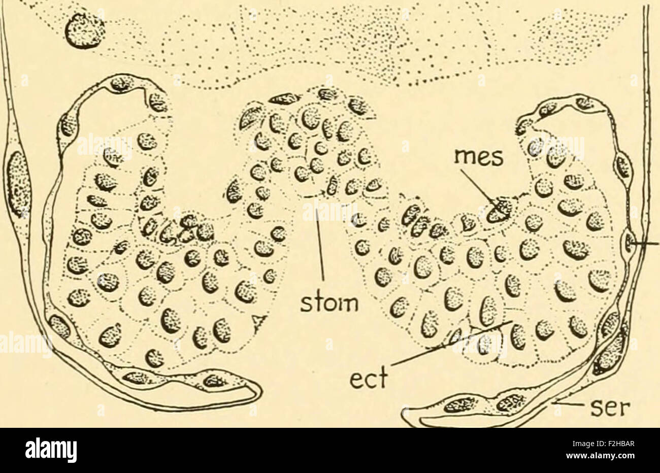 Embryology of insects and myriapods; the developmental history of ...
