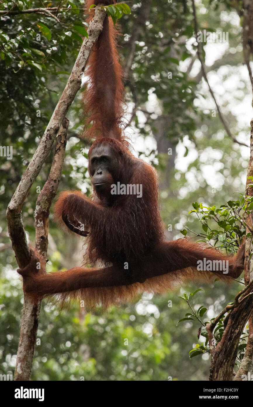 Male Orangutan Borneo Wild Hanging from tree in rain Stock Photo - Alamy