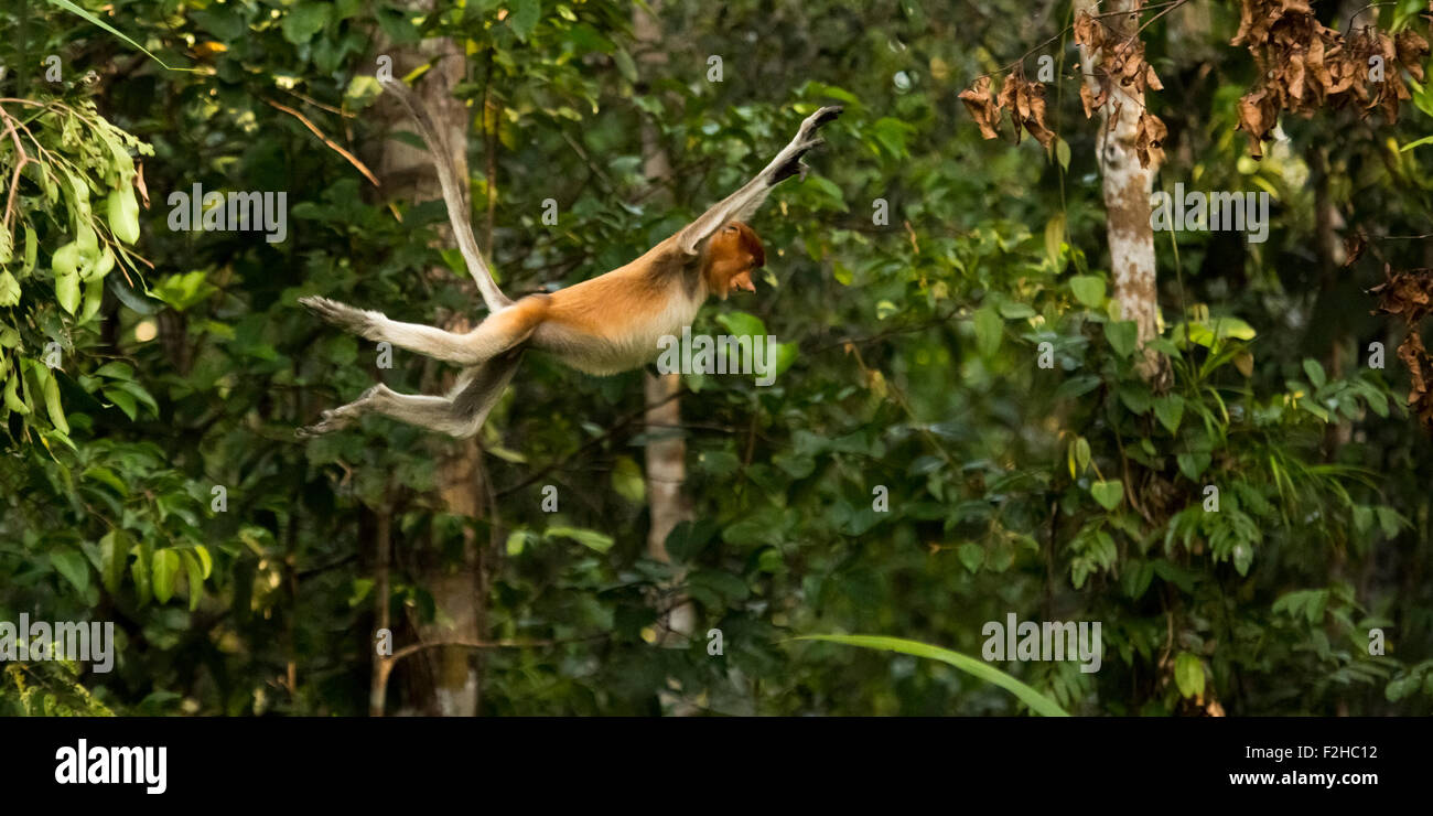 Leaping monkey hi-res stock photography and images - Alamy