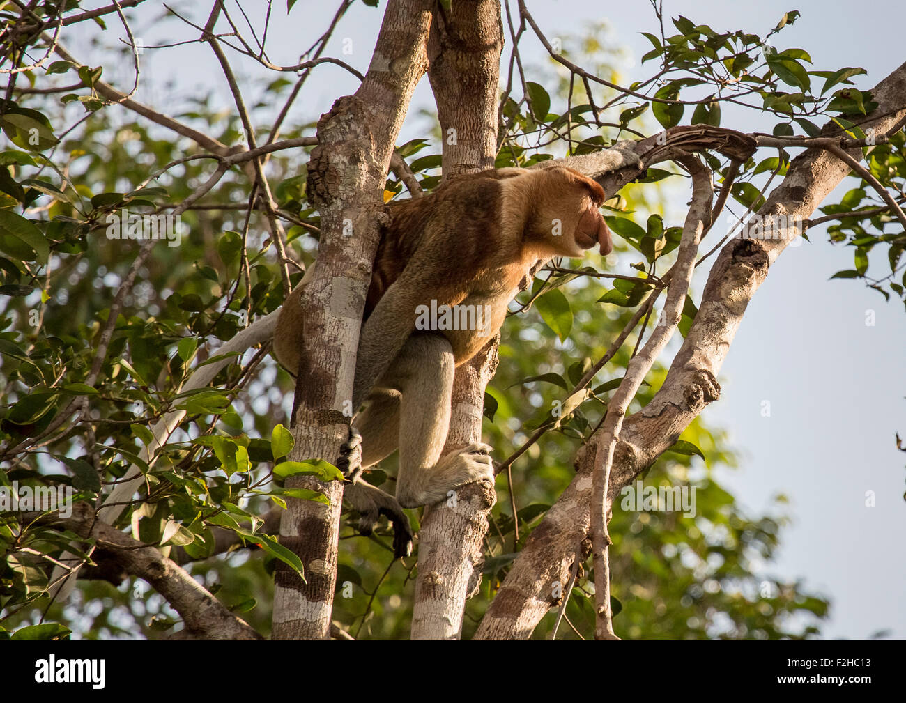 Proboscis monkey adult male hi-res stock photography and images - Alamy