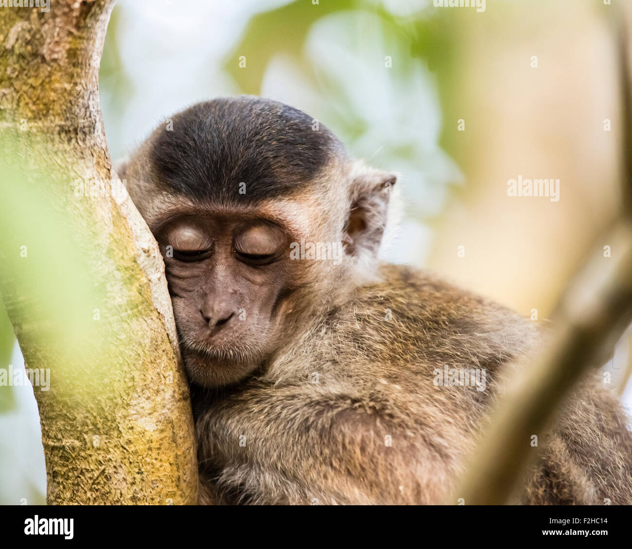 Young long tailed Macaque sleeping in a tree Stock Photo - Alamy