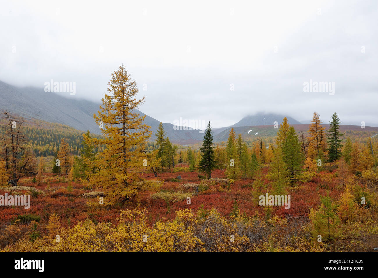 Sub-polar ural mountains. Tundra landscape Stock Photo - Alamy