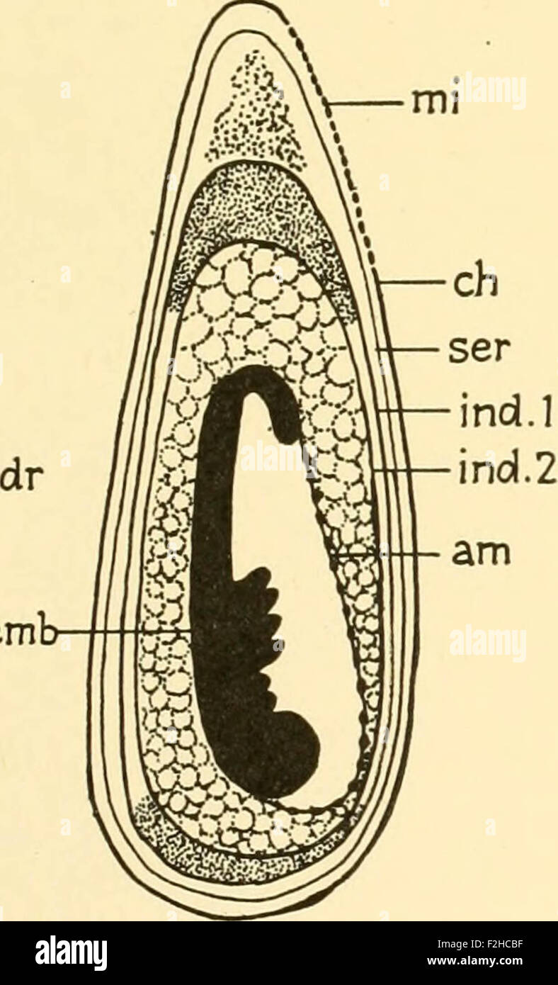 Embryology of insects and myriapods; the developmental history of ...
