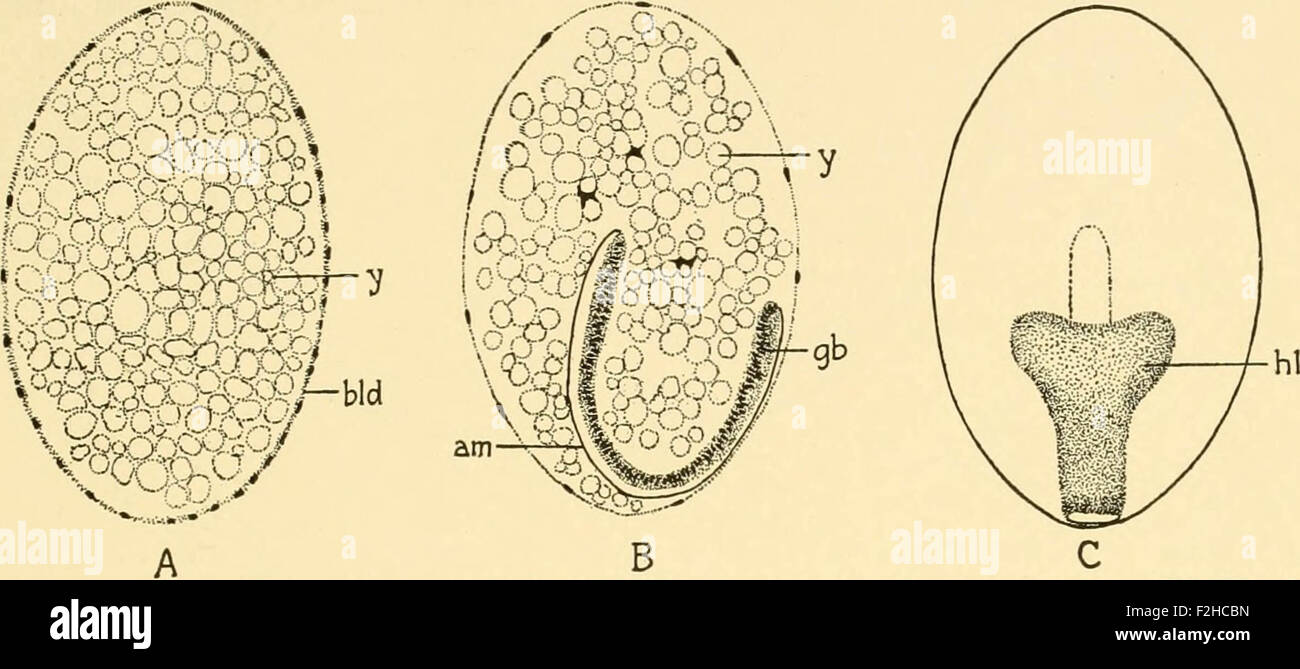 Embryology of insects and myriapods; the developmental history of ...