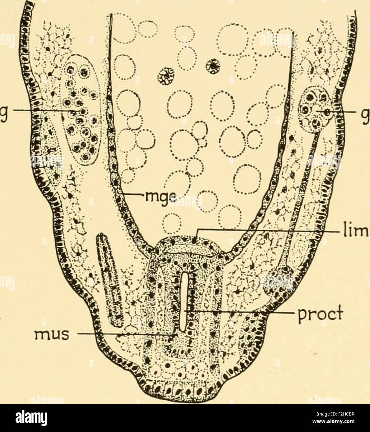 Embryology of insects and myriapods; the developmental history of ...