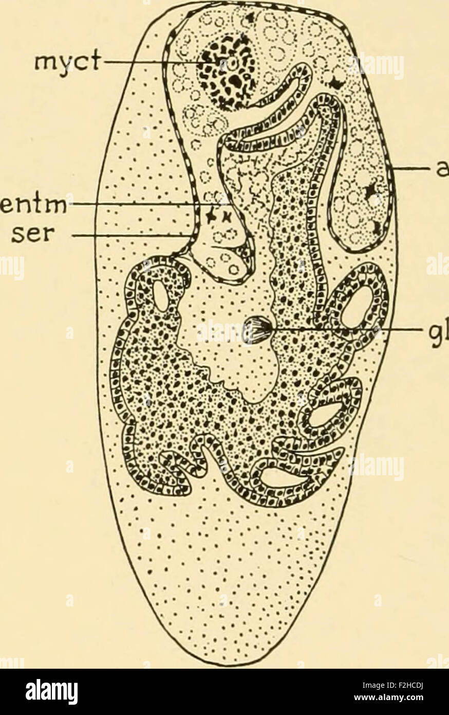 Embryology of insects and myriapods; the developmental history of ...