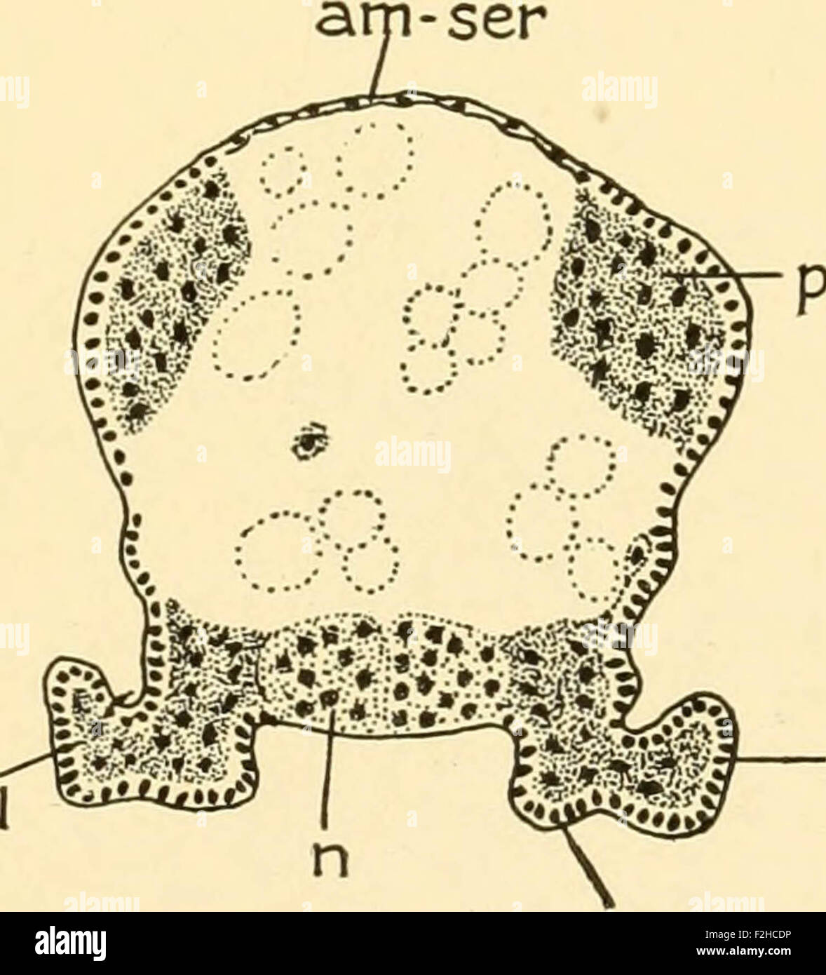 Embryology of insects and myriapods; the developmental history of ...
