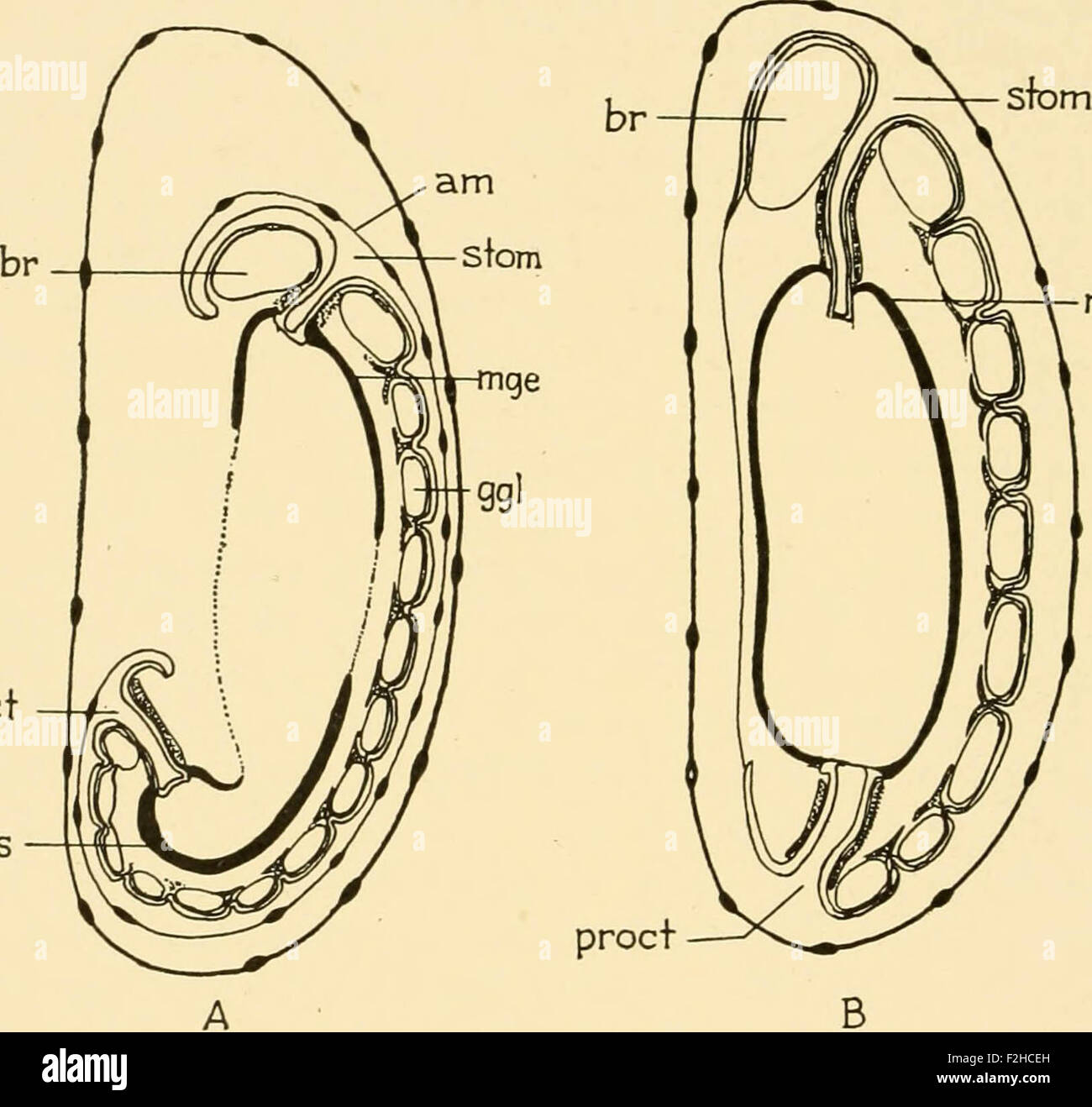 Embryology of insects and myriapods; the developmental history of ...